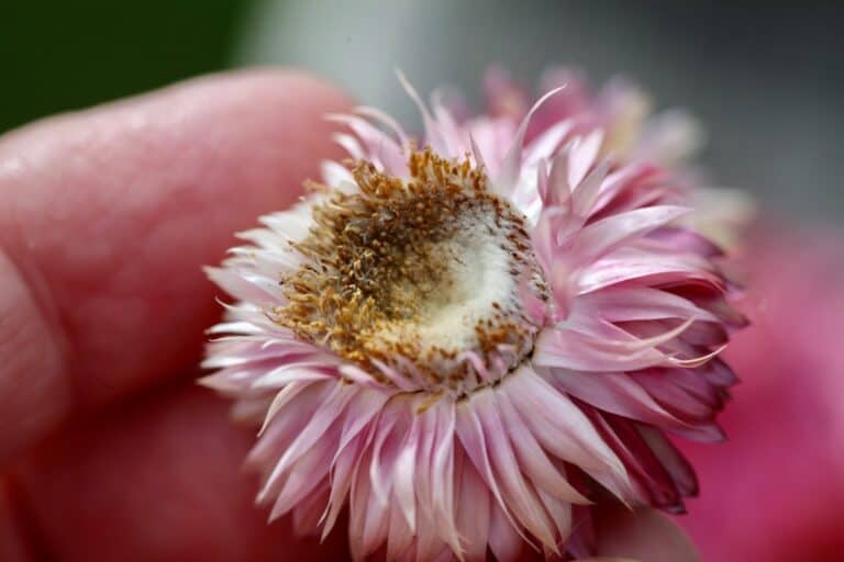 How To Start A Cut Flower Garden For Beginners | Farmhouse & Blooms