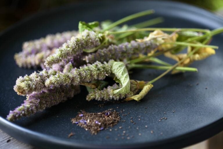 How To Grow Anise Hyssop In The Garden- Planting And Care - Farmhouse ...